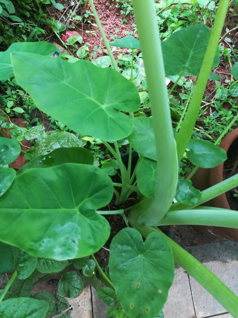 Shop – lovemyplants.in