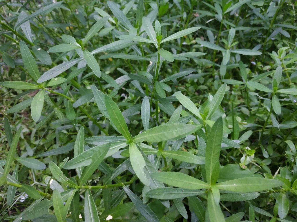 Ponnanganni Cheera / Dwarf Copperleaf spinach – lovemyplants.in