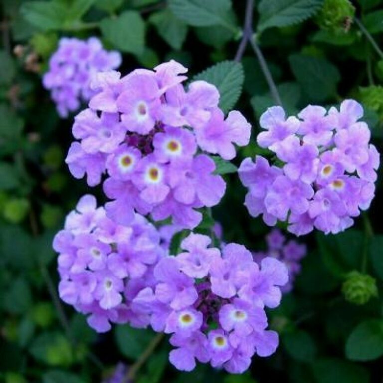 VIOLET LANTANA PLANT – lovemyplants.in