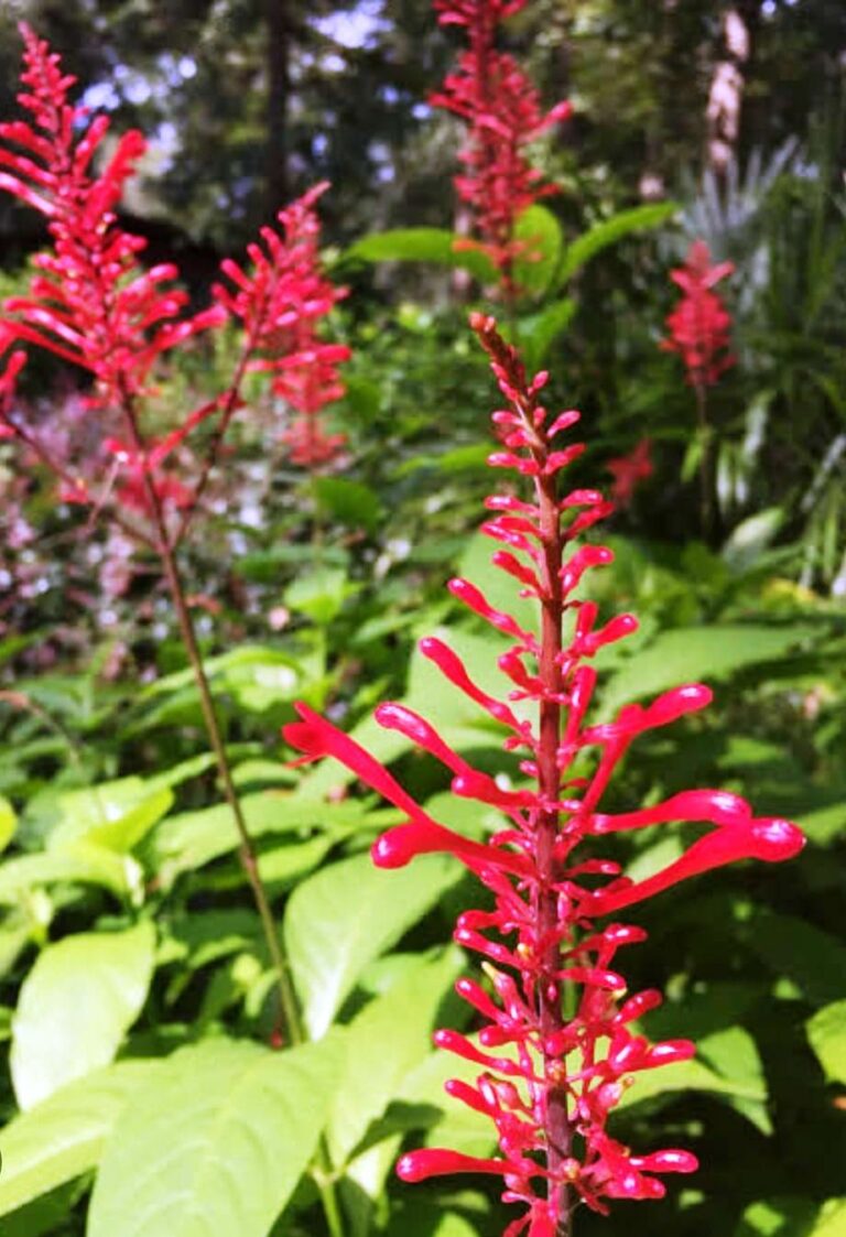 FIRE SPIKE – lovemyplants.in