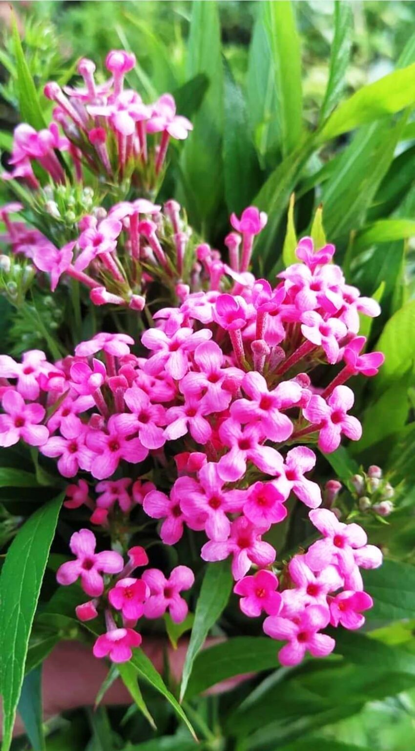 PANAMA ROSE – lovemyplants.in