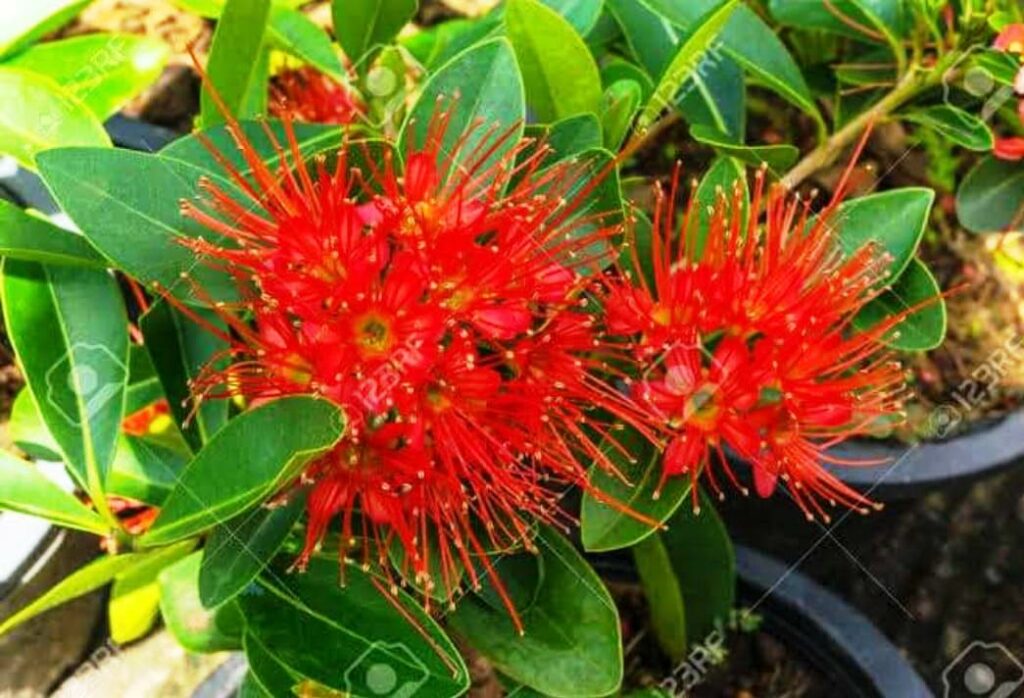 RED ROSIDA – lovemyplants.in