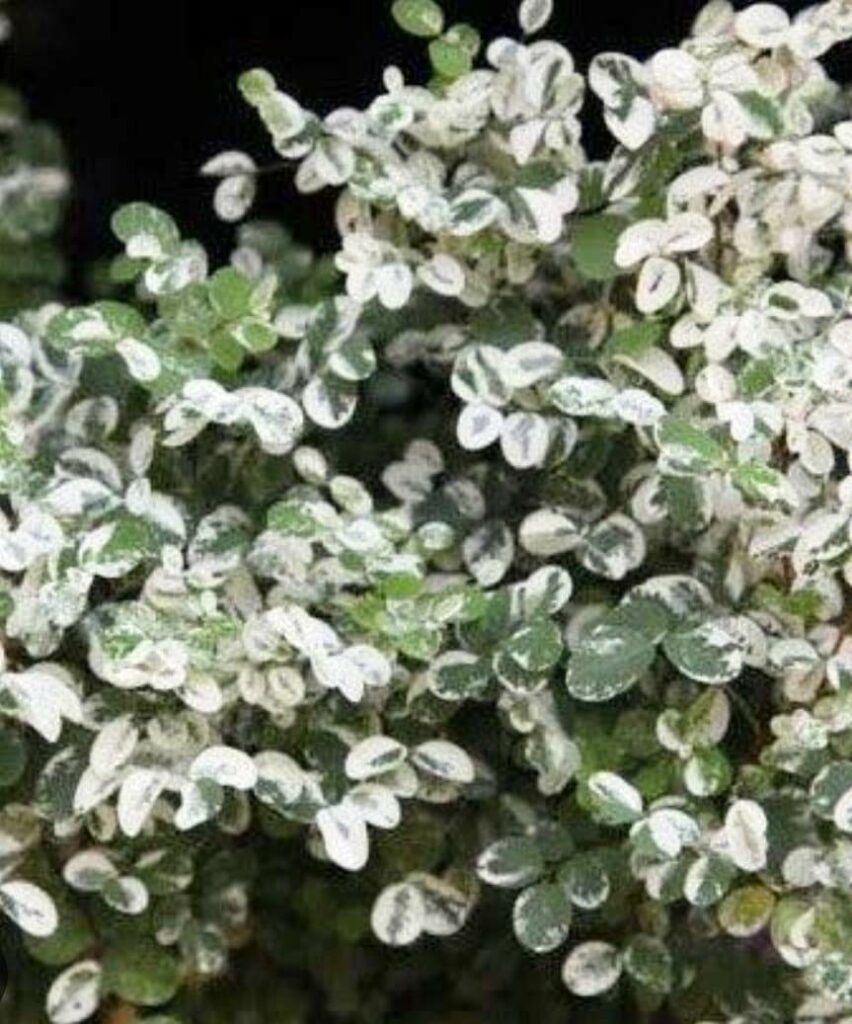 SNOW BUSH – lovemyplants.in