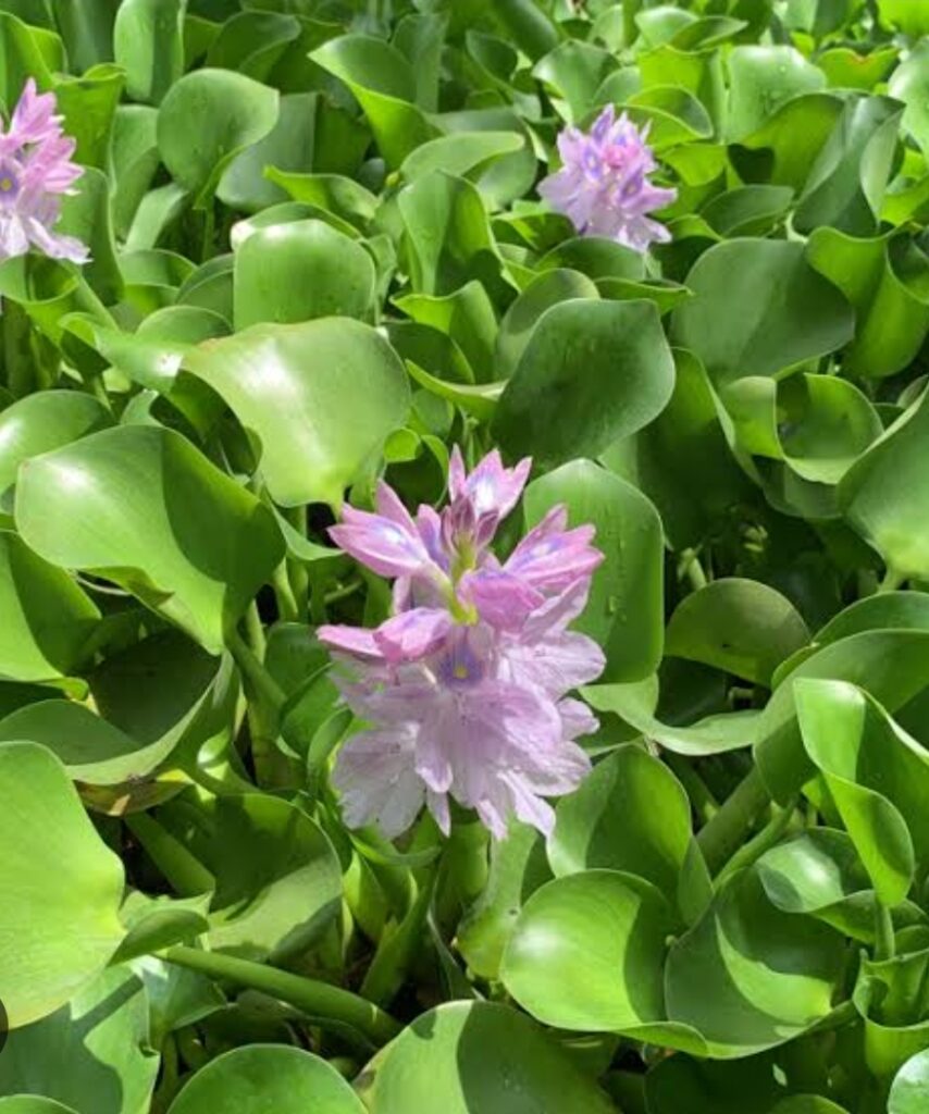 Water Hyacinth – lovemyplants.in