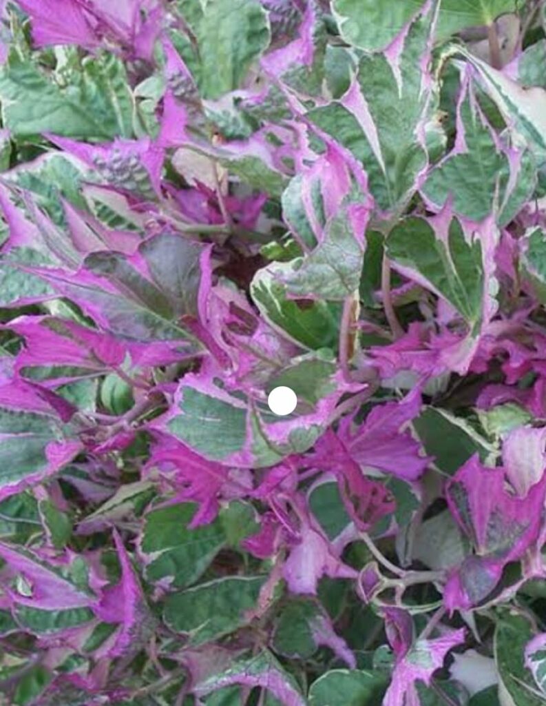 Shop – lovemyplants.in