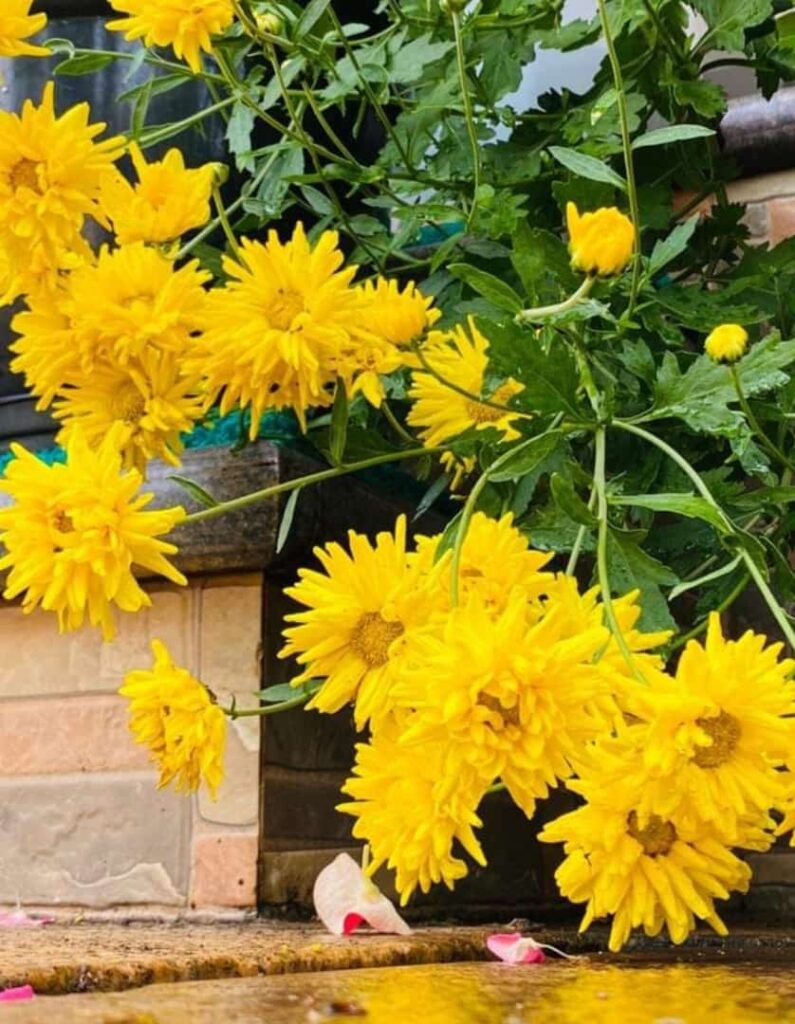 YELLOW JAMANTHI (CHRYSANTHEMUM ) – lovemyplants.in