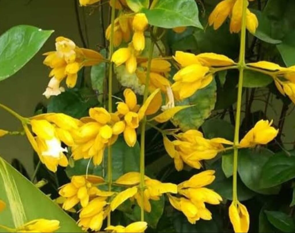 GOLDEN CASCADE – lovemyplants.in